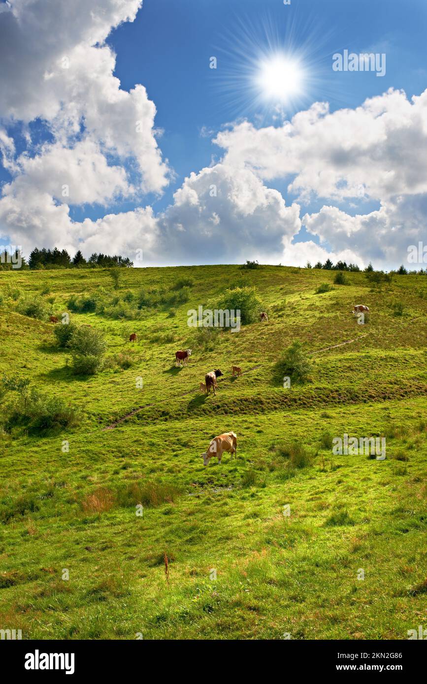 A photo of Brown cows in landscape Stock Photo - Alamy