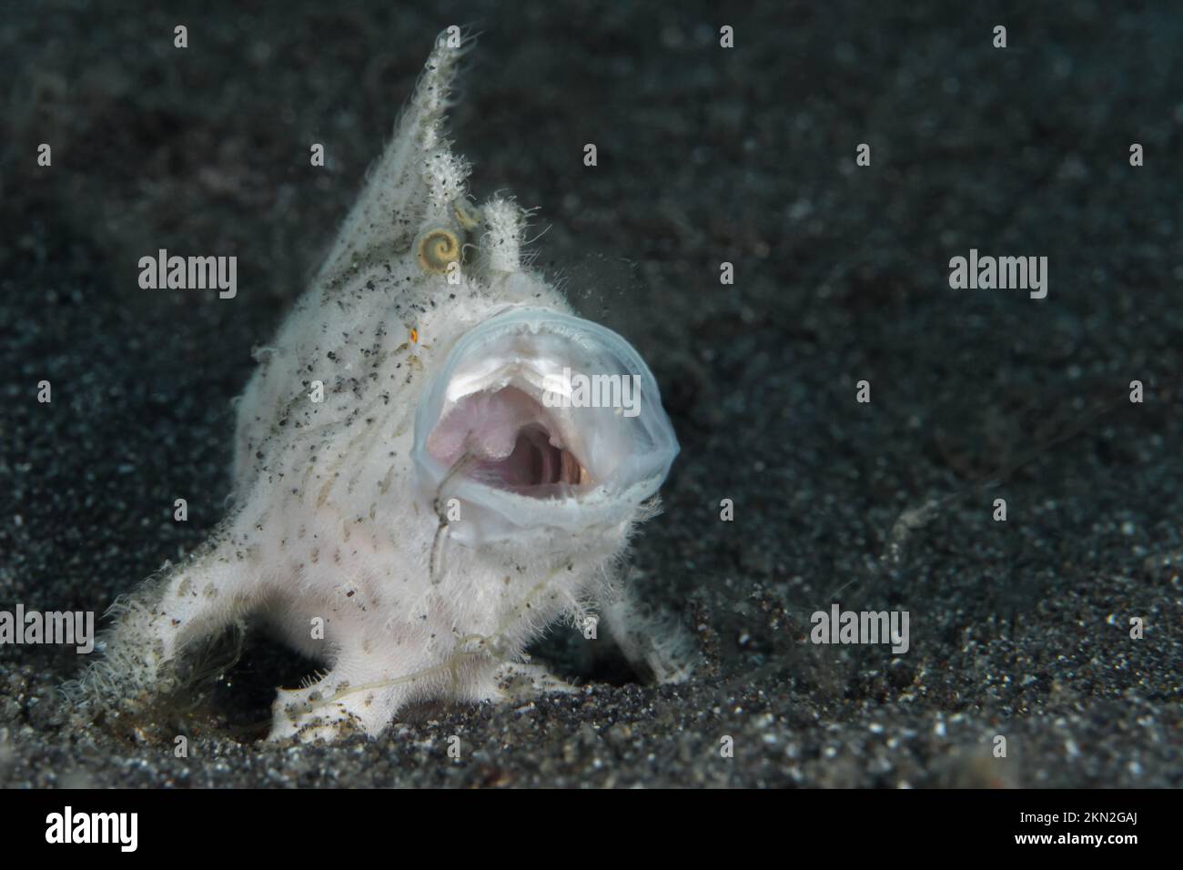 Hairy frogfish - Antennarius striatus on coral reef in the Indo pacific ...