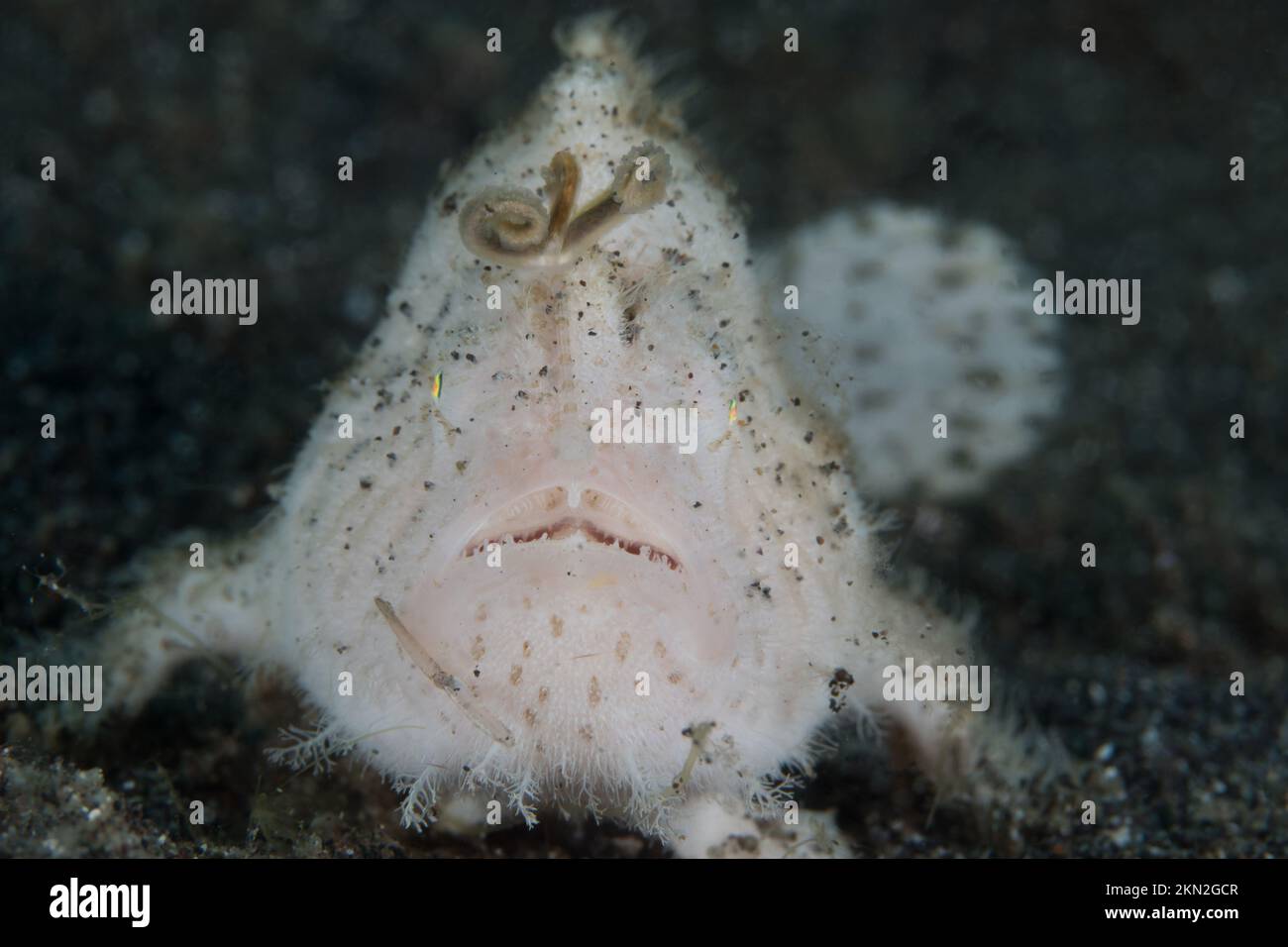 Hairy frogfish - Antennarius striatus on coral reef in the Indo pacific ...