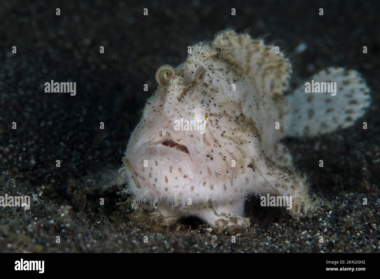 Hairy frogfish - Antennarius striatus on coral reef in the Indo pacific ...