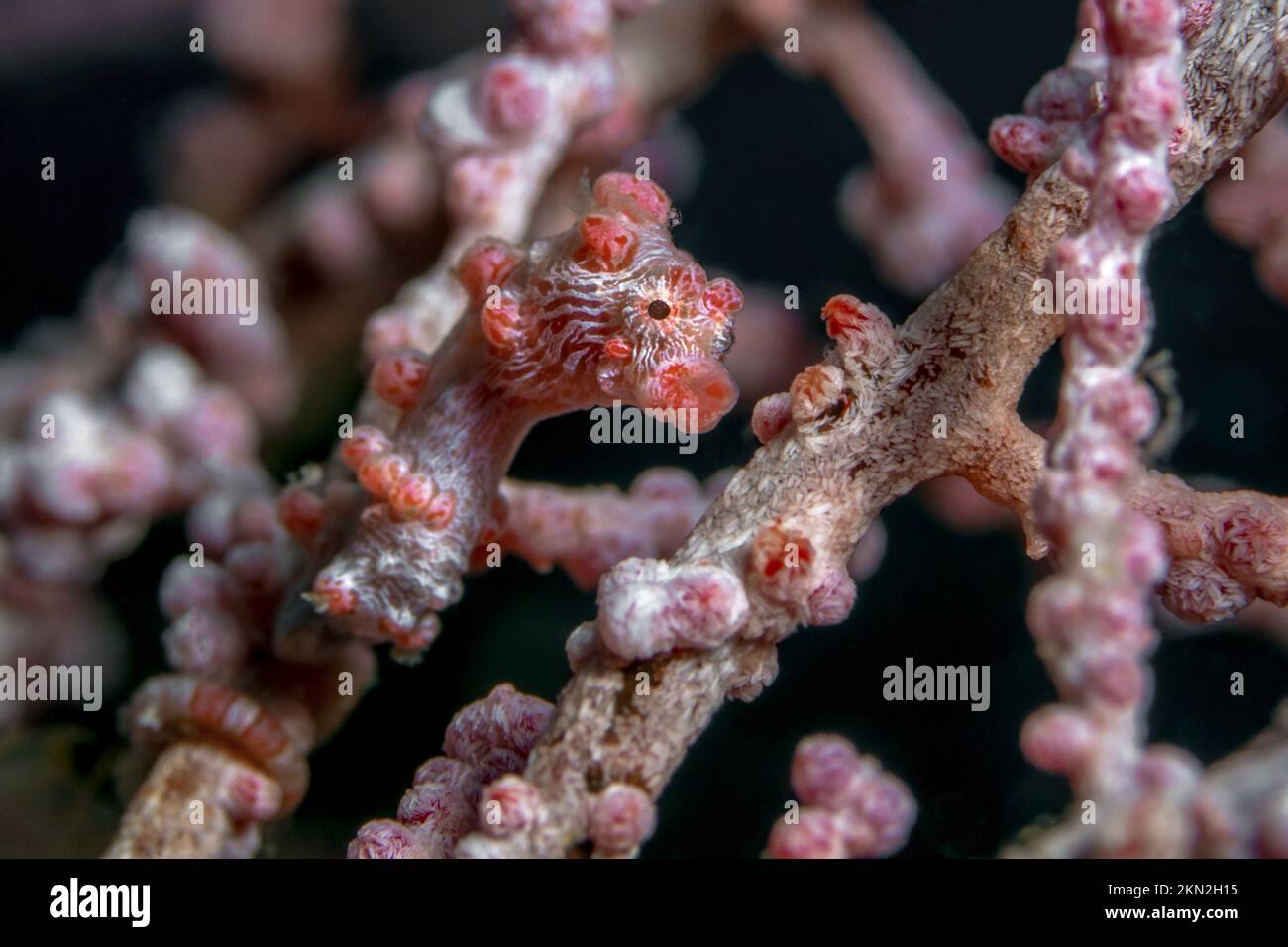 Hippocampus bargibanti pygmy seahorse on pink gorgonian seafan Stock ...
