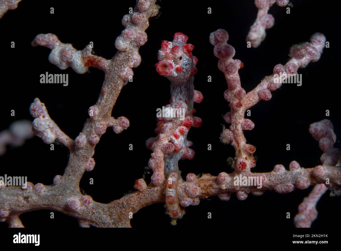 Hippocampus bargibanti pygmy seahorse on pink gorgonian seafan Stock ...