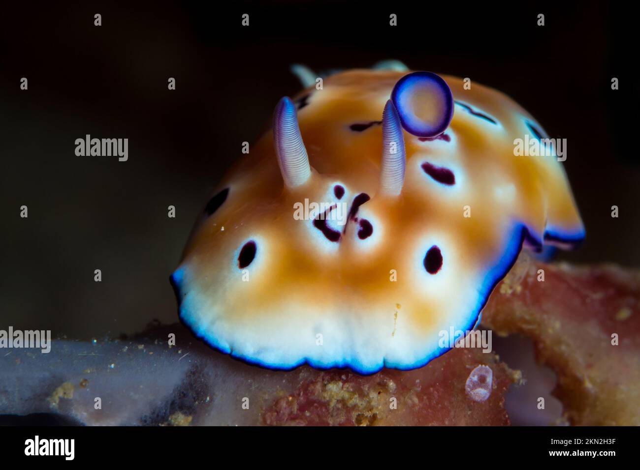 Colorful nudibranch sea slug crawling above coral reef in the Indo ...