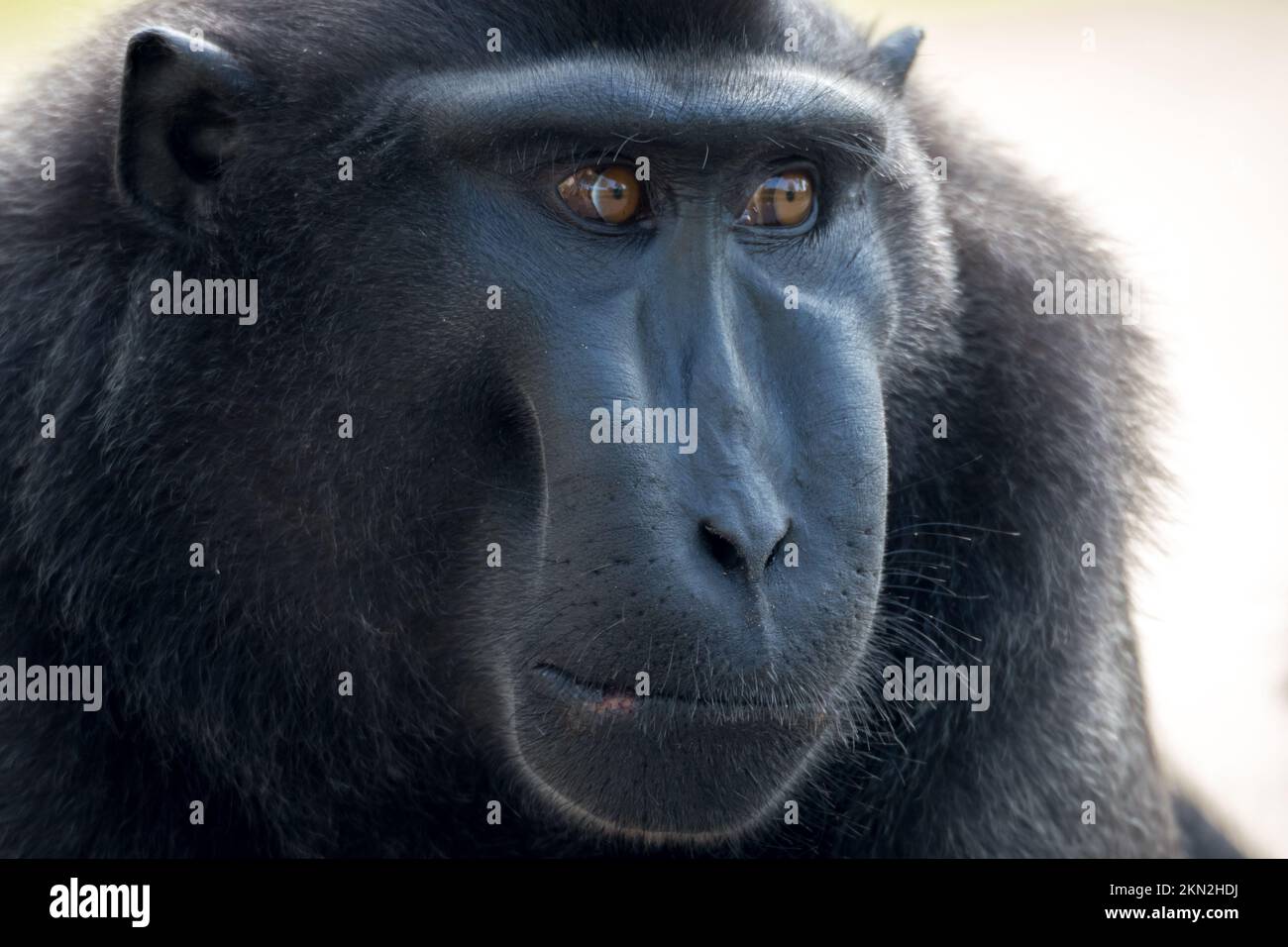 Beautiful black crested macaques in the Tangkoko Stock Photo - Alamy