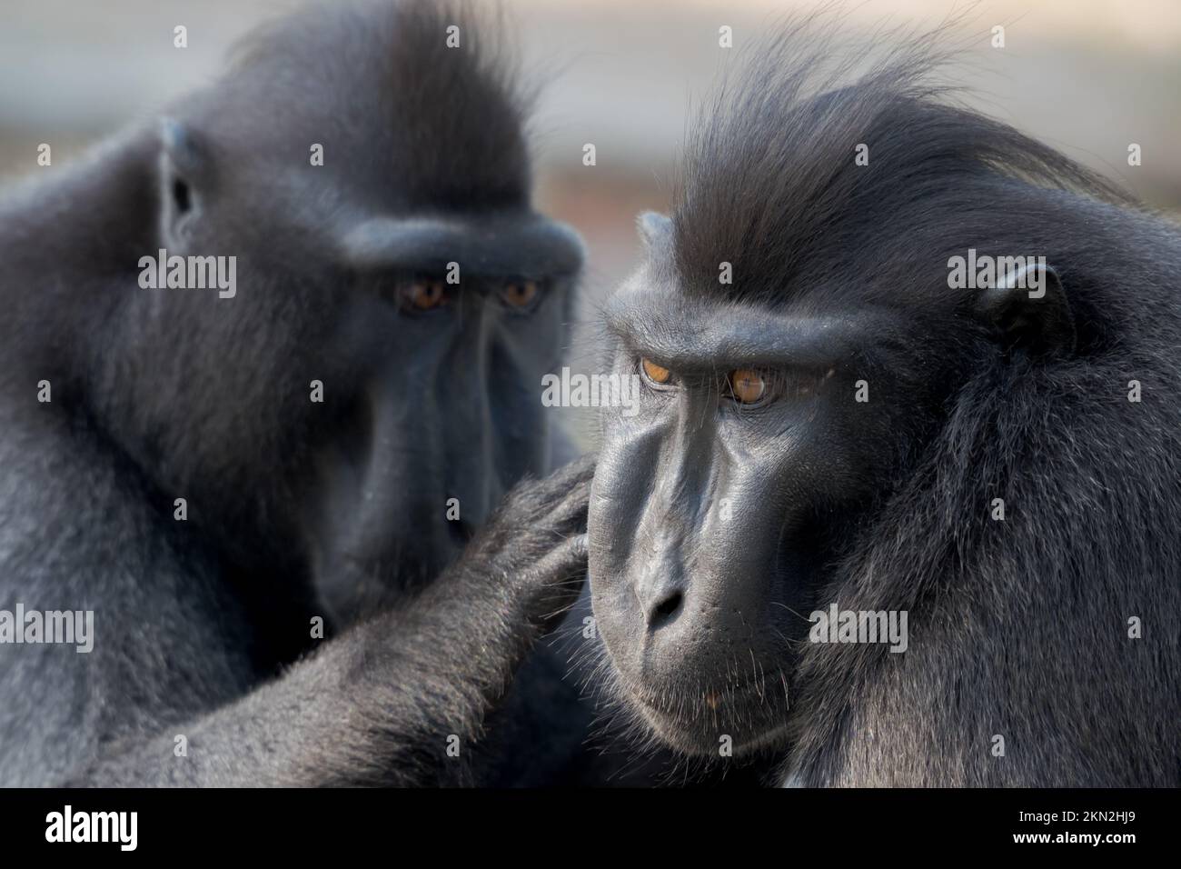 Beautiful black crested macaques in the Tangkoko Stock Photo - Alamy