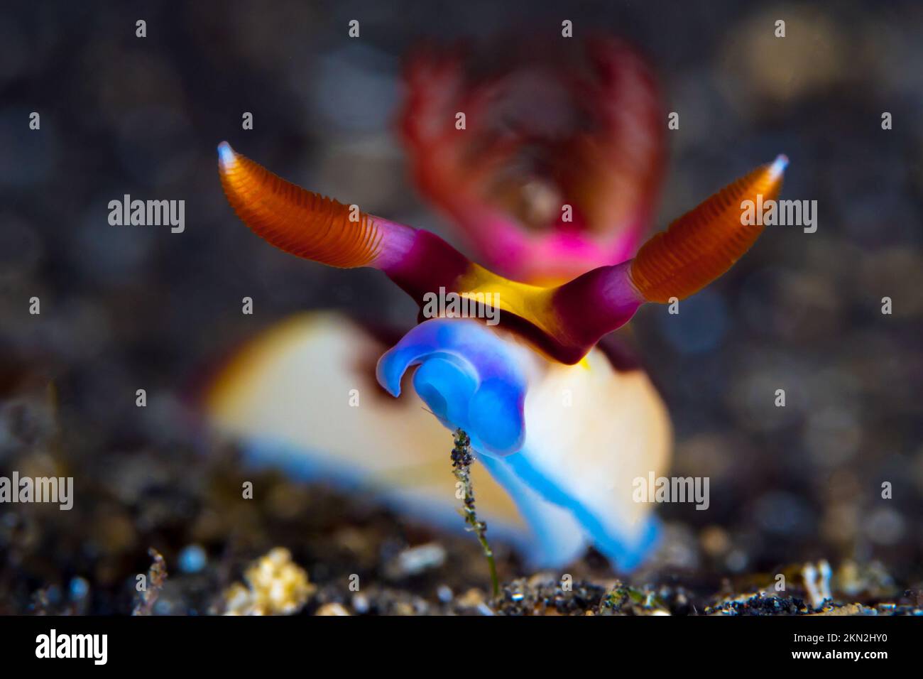 Colorful nudibranch sea slug crawling above coral reef in indonesia ...