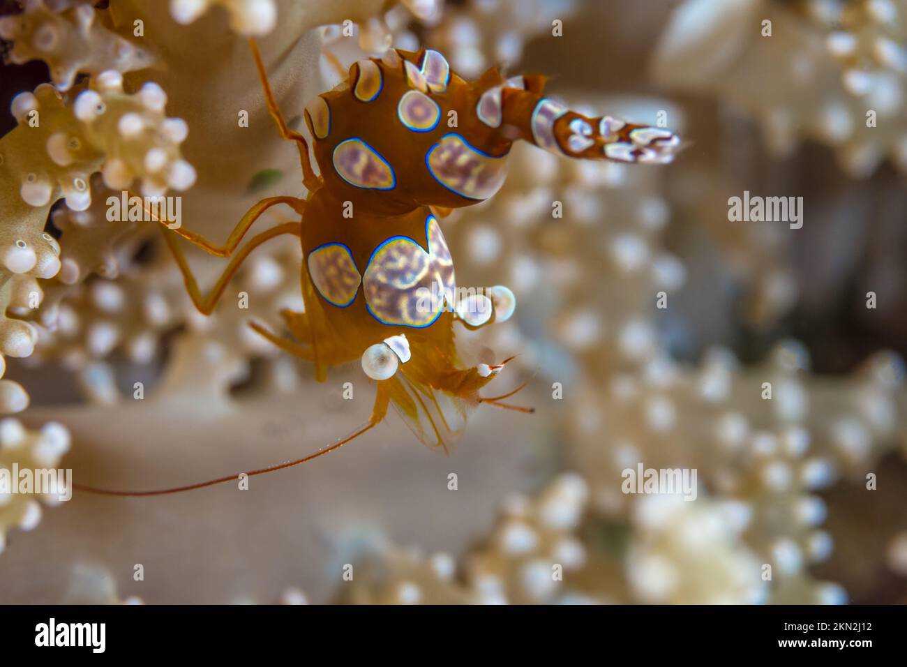 Colourful reef shrimp on healthy coral reef in the Indo Pacific Stock ...