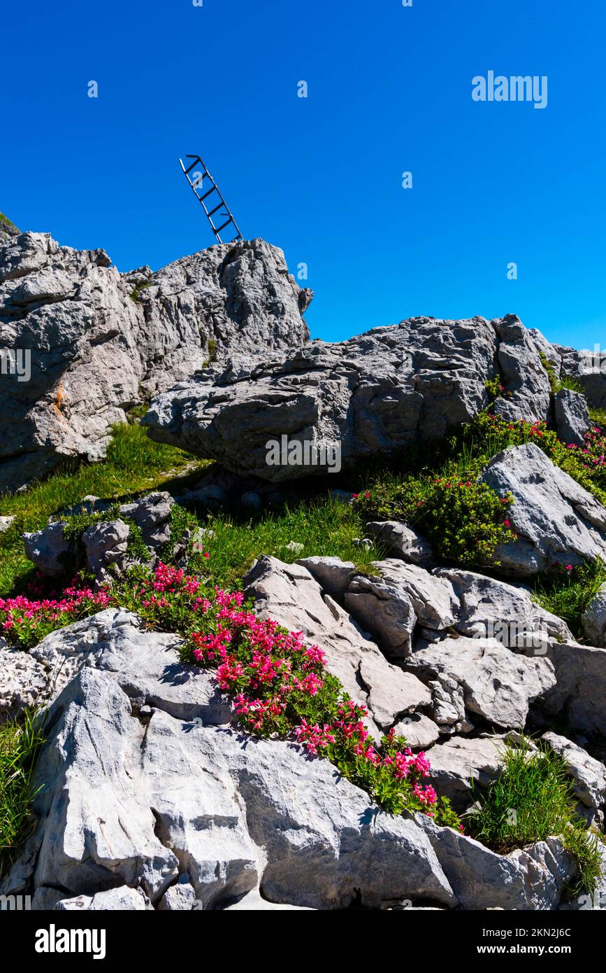 Alpine rose alpine roses hi-res stock photography and images - Alamy