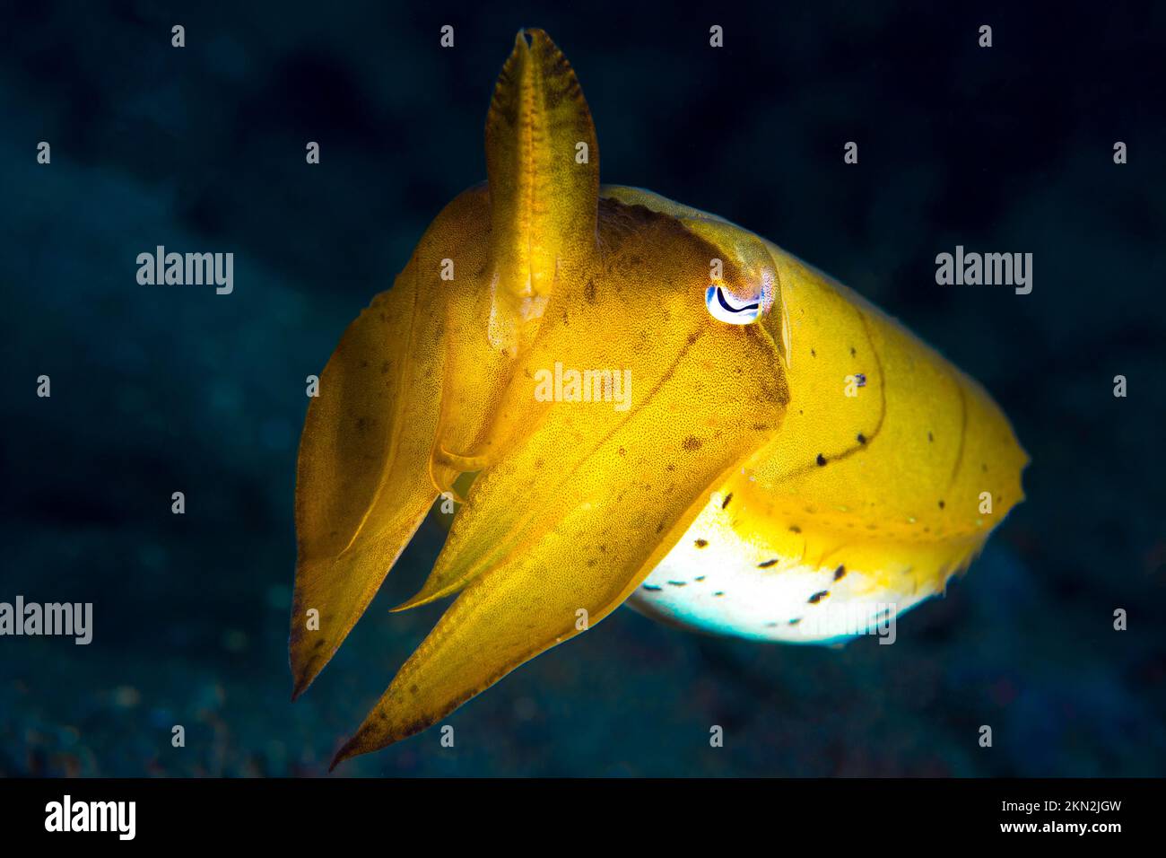 Beautiful cuttlefish changing the texture of its skin to camouflage on ...