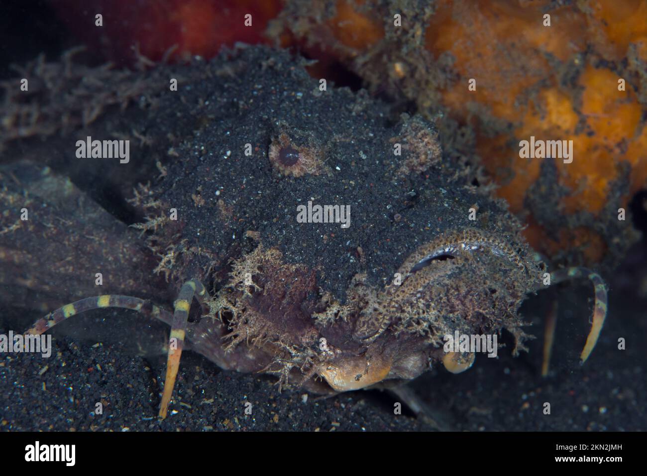 Beautiful detail on scorpionfish skin as it camouflages in with its ...