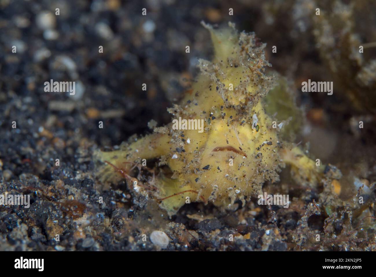 Hairy frogfish - Antennarius striatus on coral reef in the Indo pacific ...