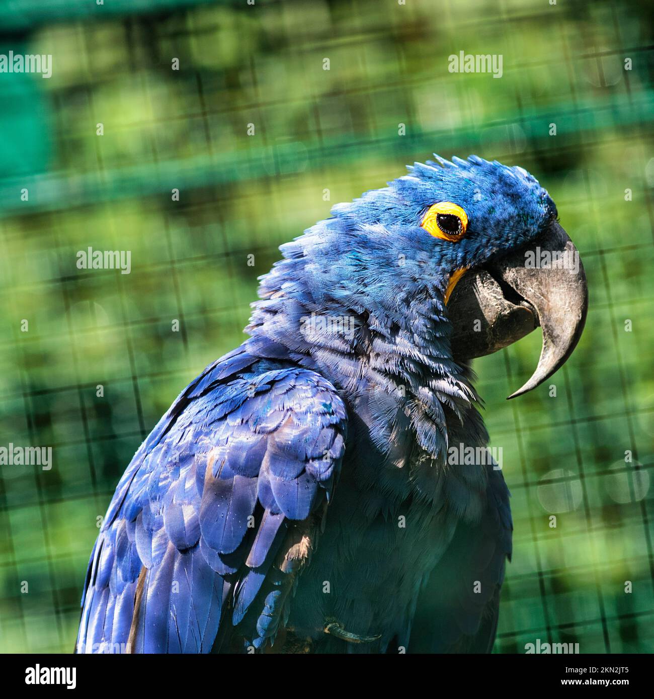 Hyacinth Macaw (Anodorhynchus hyacinthinus) in aviary, cage, occurrence ...