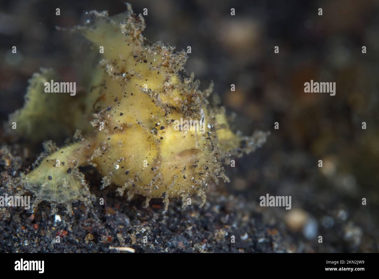 Hairy frogfish - Antennarius striatus on coral reef in the Indo pacific ...