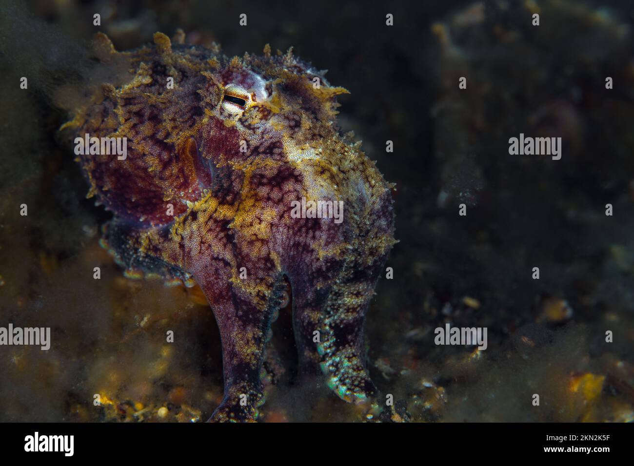 Octopus camouflage - octopus changing it's shape, texture and colour to ...