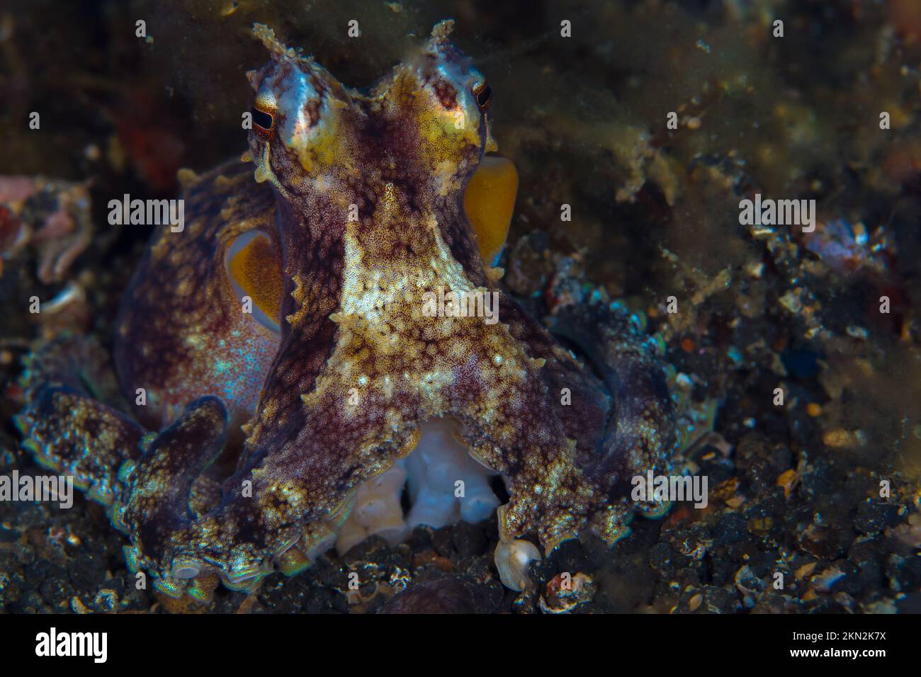 Octopus camouflage - octopus changing it's shape, texture and colour to ...