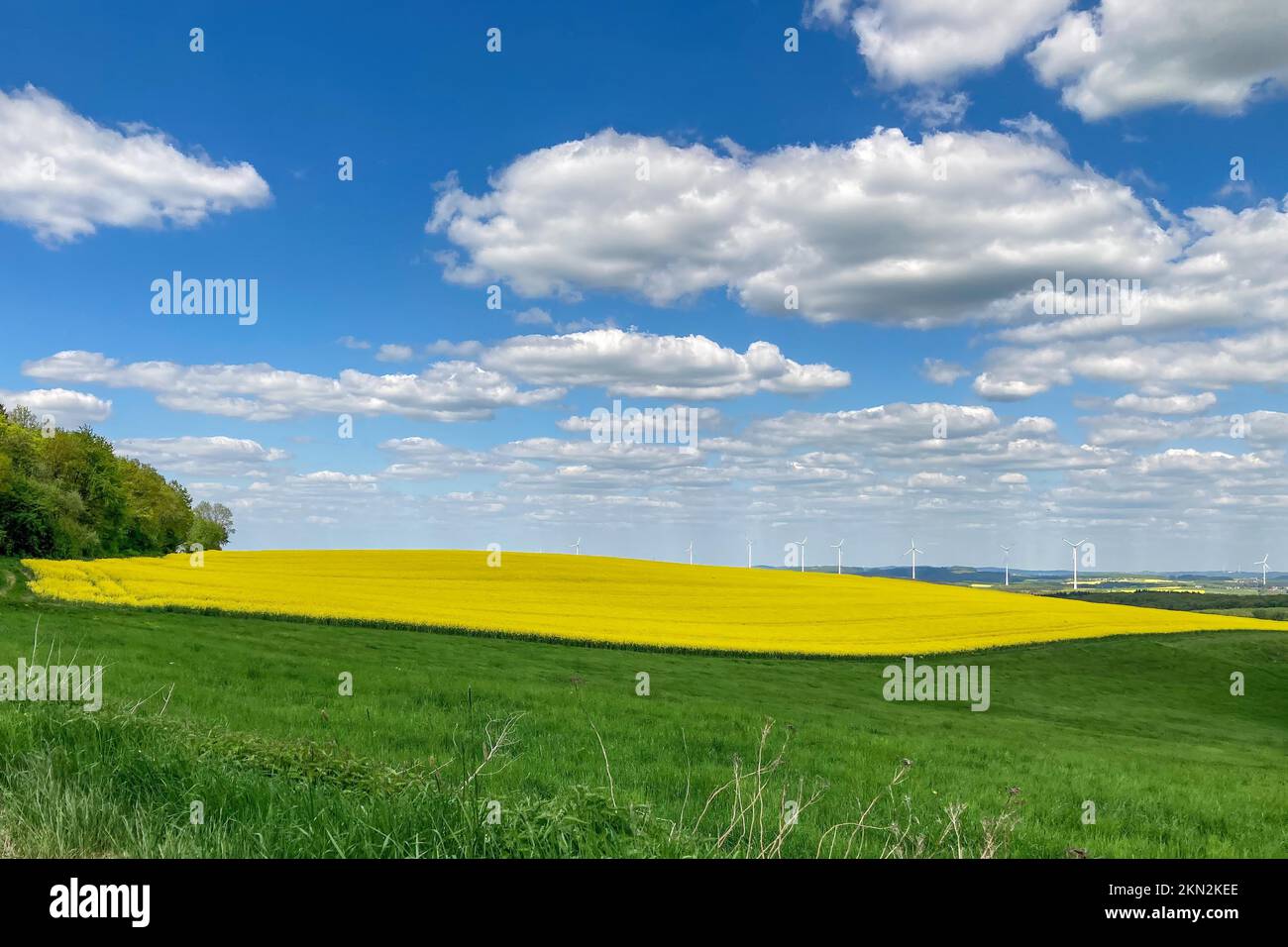 In the foreground field with welsh festuca perennis (Lolium multiflorum ...