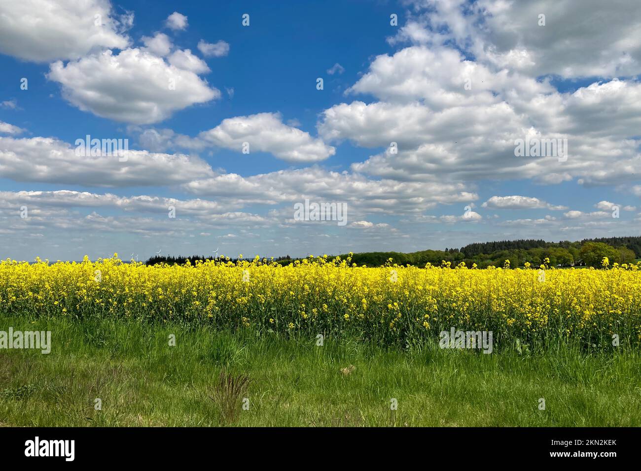 Flowering rape (Brassica napus) edge of rape field, above clouds ...