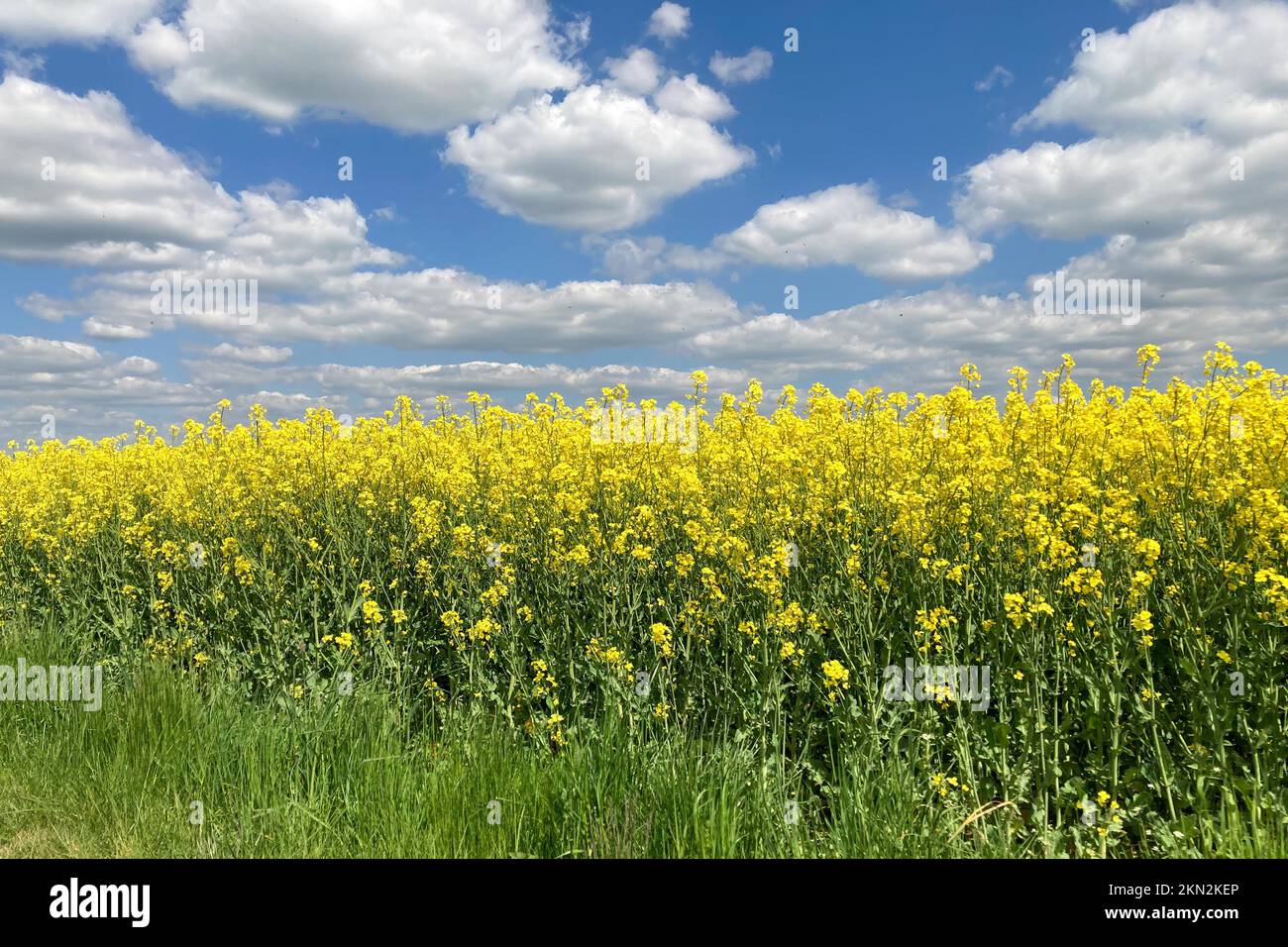 Flowering rape (Brassica napus) edge of rape field, above clouds ...