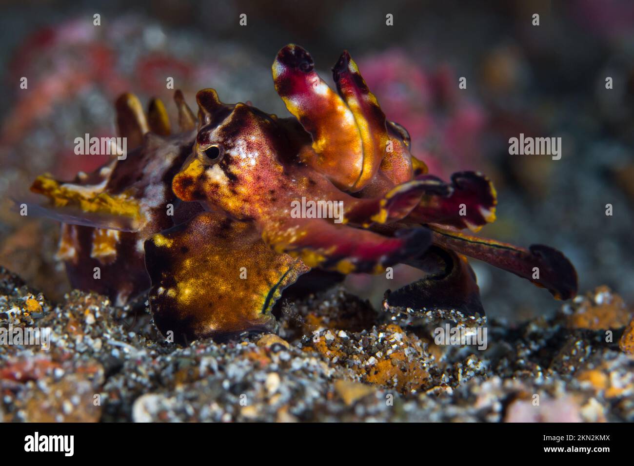Flamboyant cuttlefish crawling a long coral reef in the Indo Pacific ...