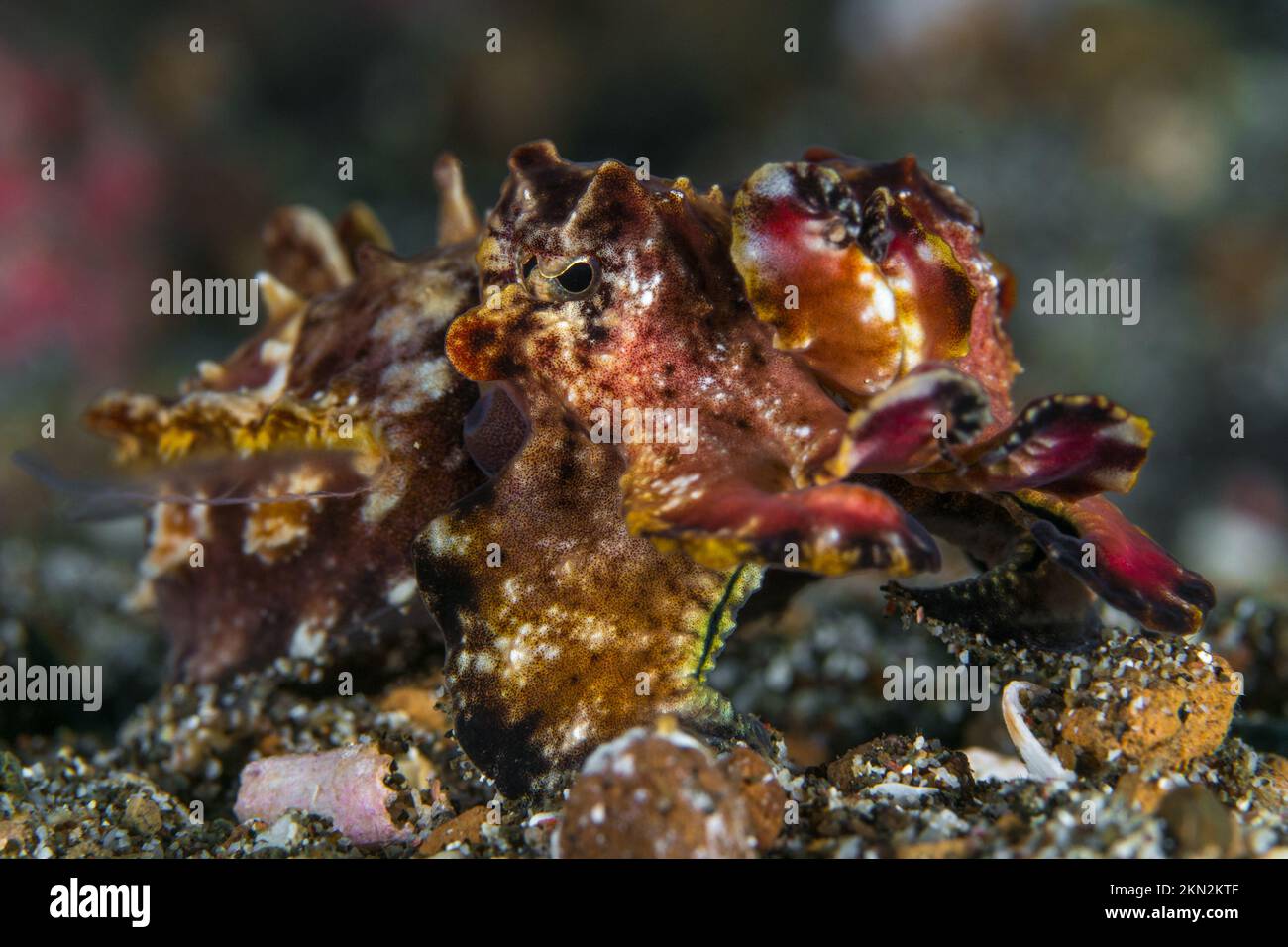 Flamboyant cuttlefish crawling a long coral reef in the Indo Pacific ...