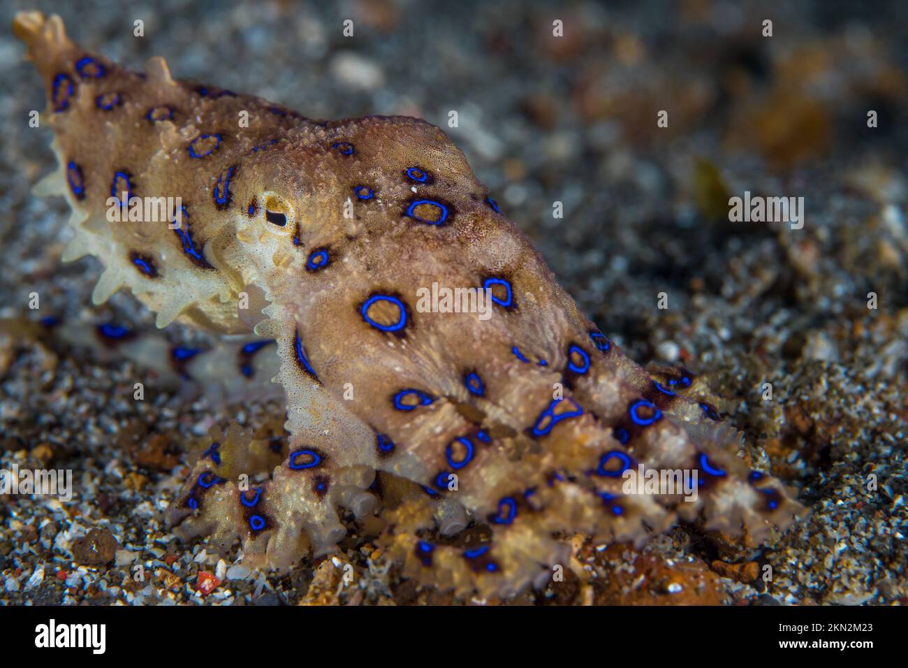 Blue ringed octopus australia hi-res stock photography and images - Alamy