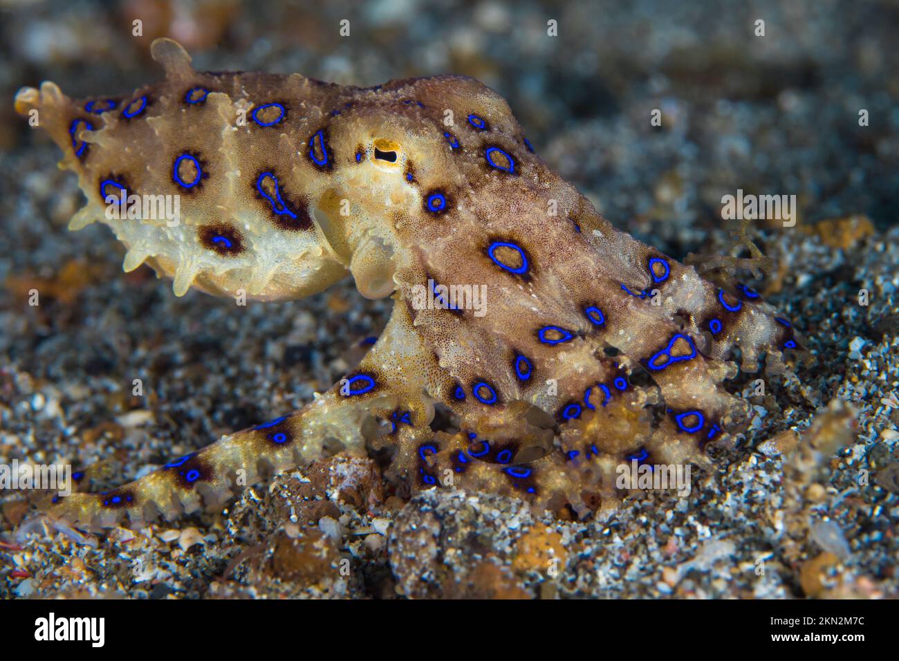 Blue ringed octopus australia hi-res stock photography and images - Alamy