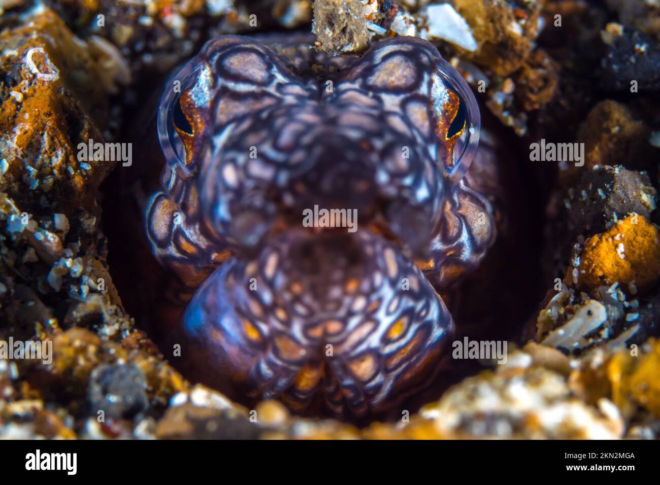 Snake ell sticking its head out from the sand at the base of coral reef ...