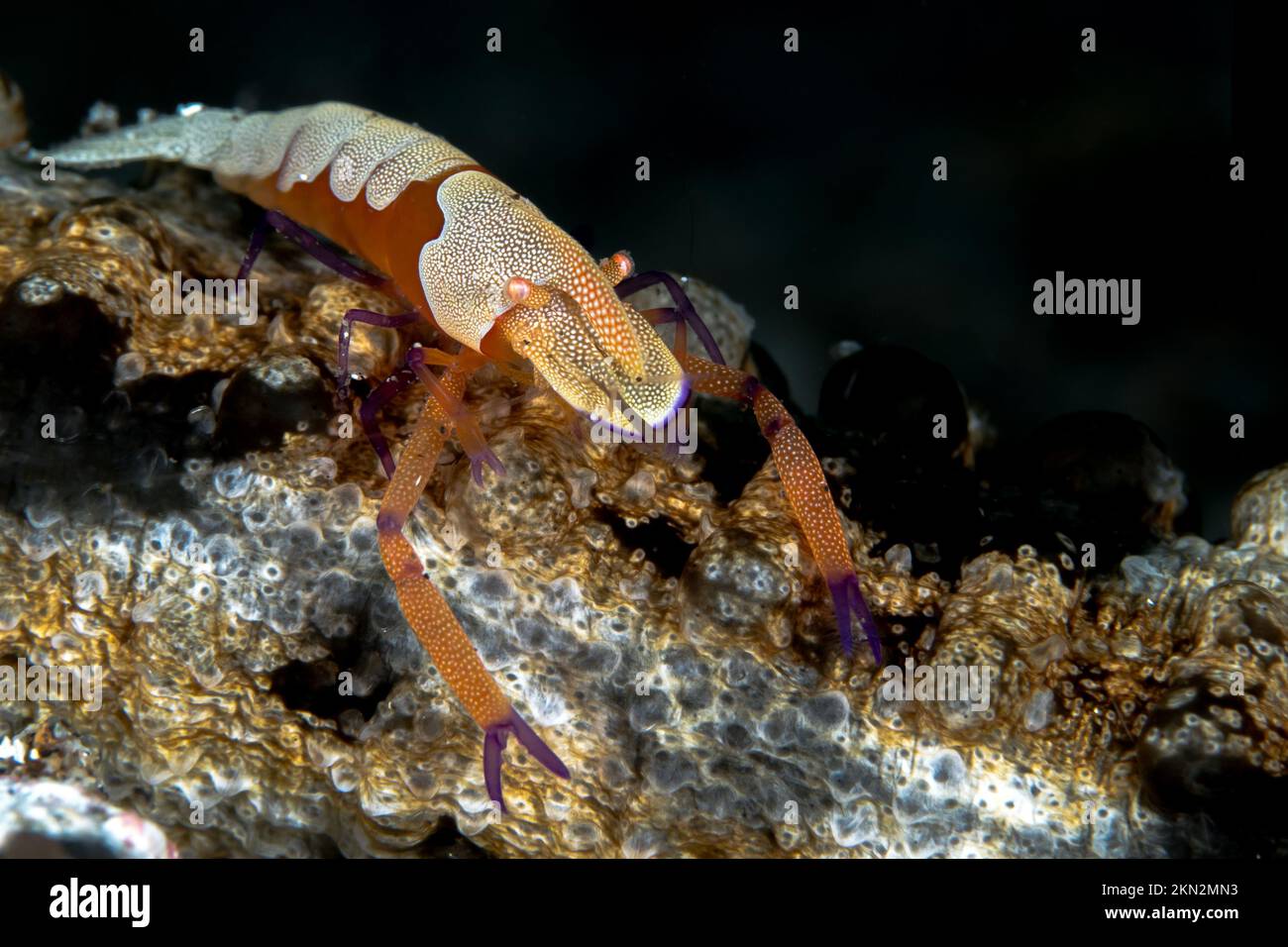 Colourful reef shrimp on healthy coral reef in the Indo Pacific Stock ...