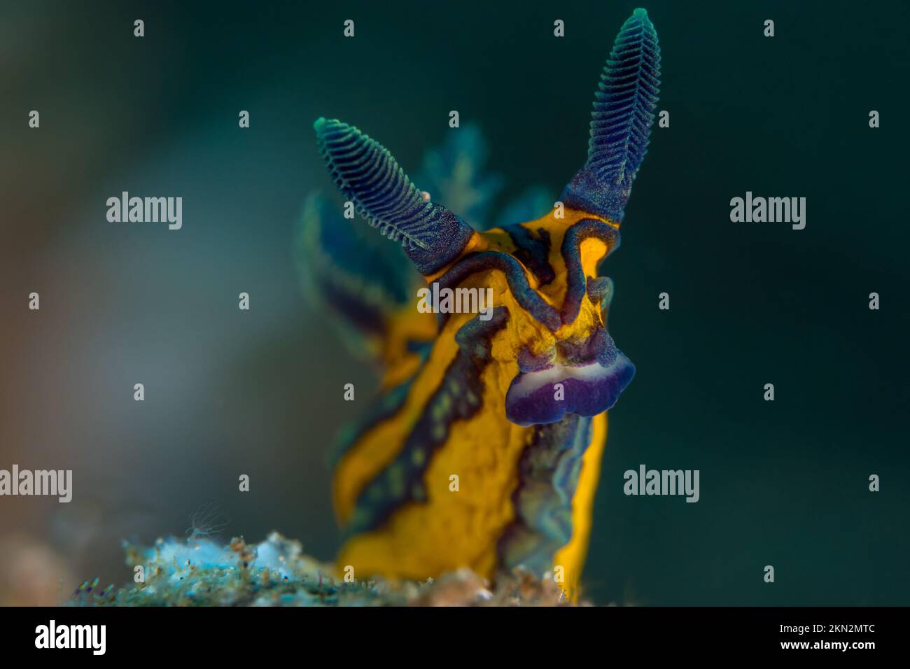 Colorful nudibranch sea slug crawling above coral reef in indonesia ...