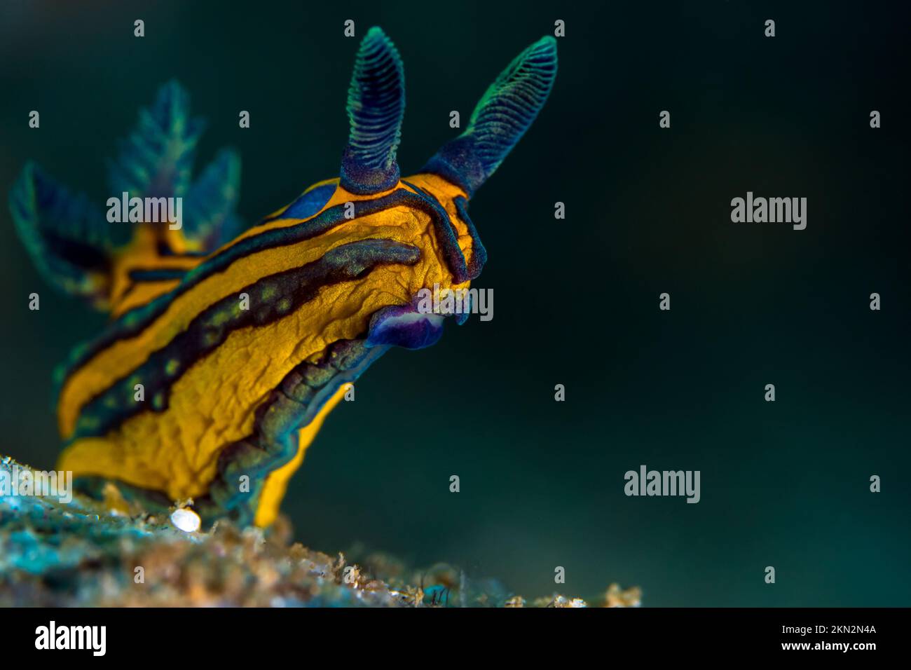 Colorful nudibranch sea slug crawling above coral reef in indonesia ...