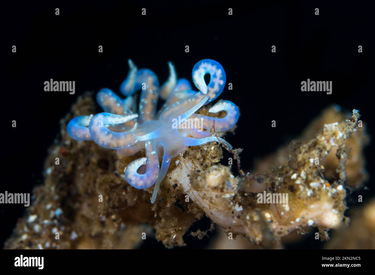Colorful nudibranch sea slug crawling above coral reef in indonesia ...