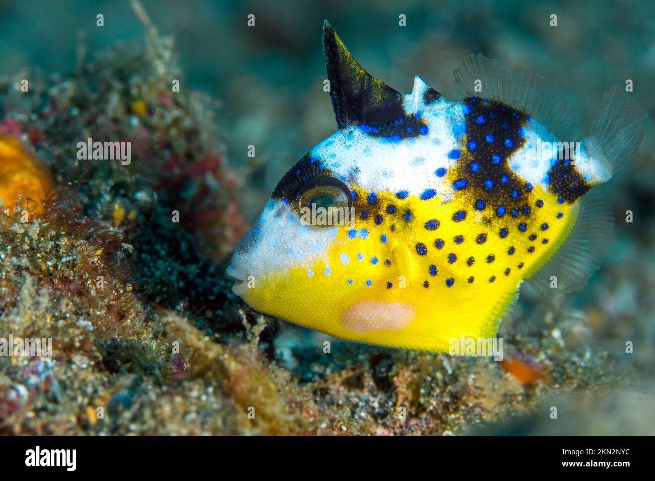 Beautiful colorful triggerfish swimming above healthy coral reef in the ...