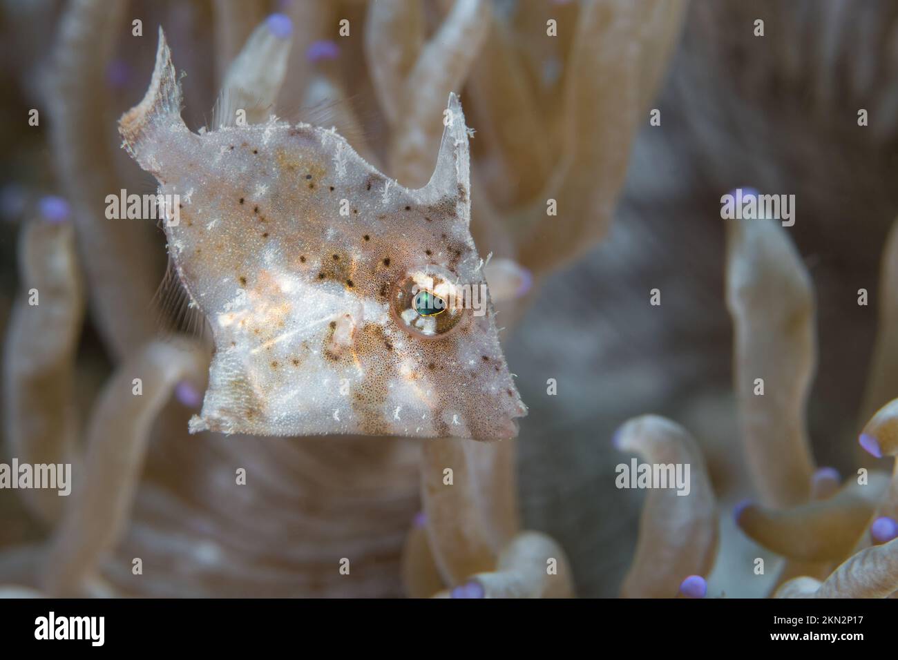Juvenile filefish swimming above healthy coral reef Stock Photo - Alamy