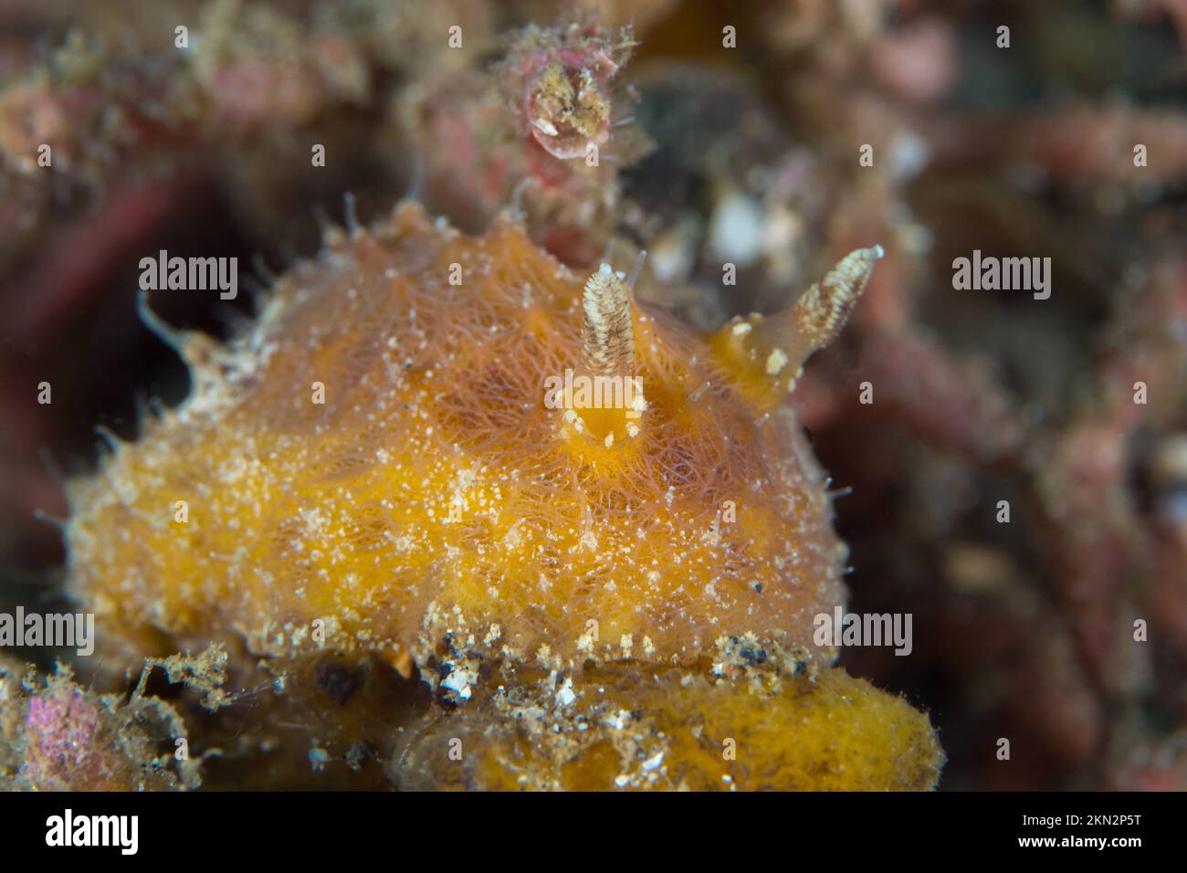 Cryptic nudibranch sea slug camouflages in with its surroundings on ...