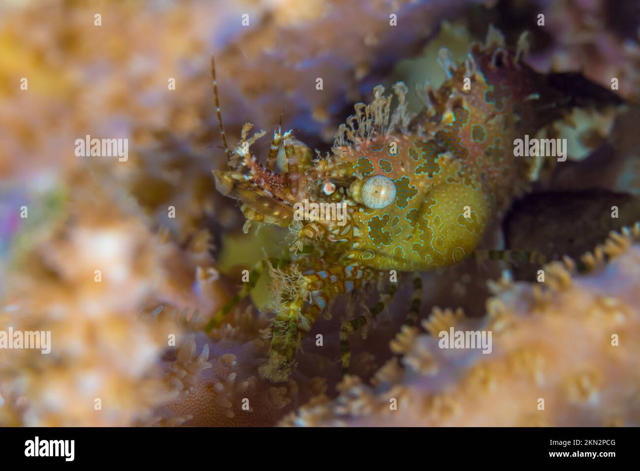 Colourful reef shrimp on healthy coral reef in the Indo Pacific Stock ...