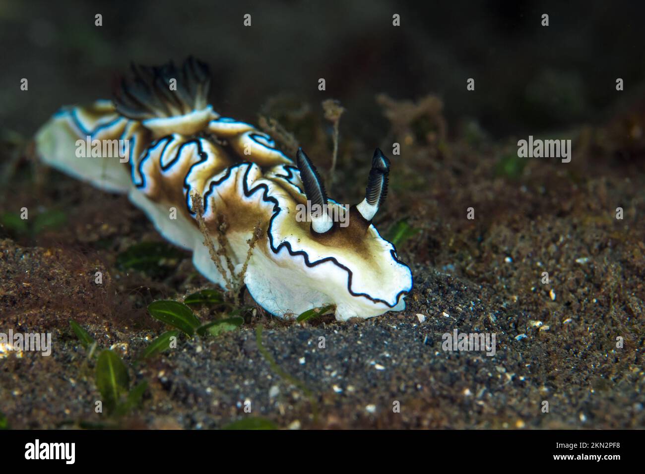 Nudibranchs australia hi-res stock photography and images - Alamy