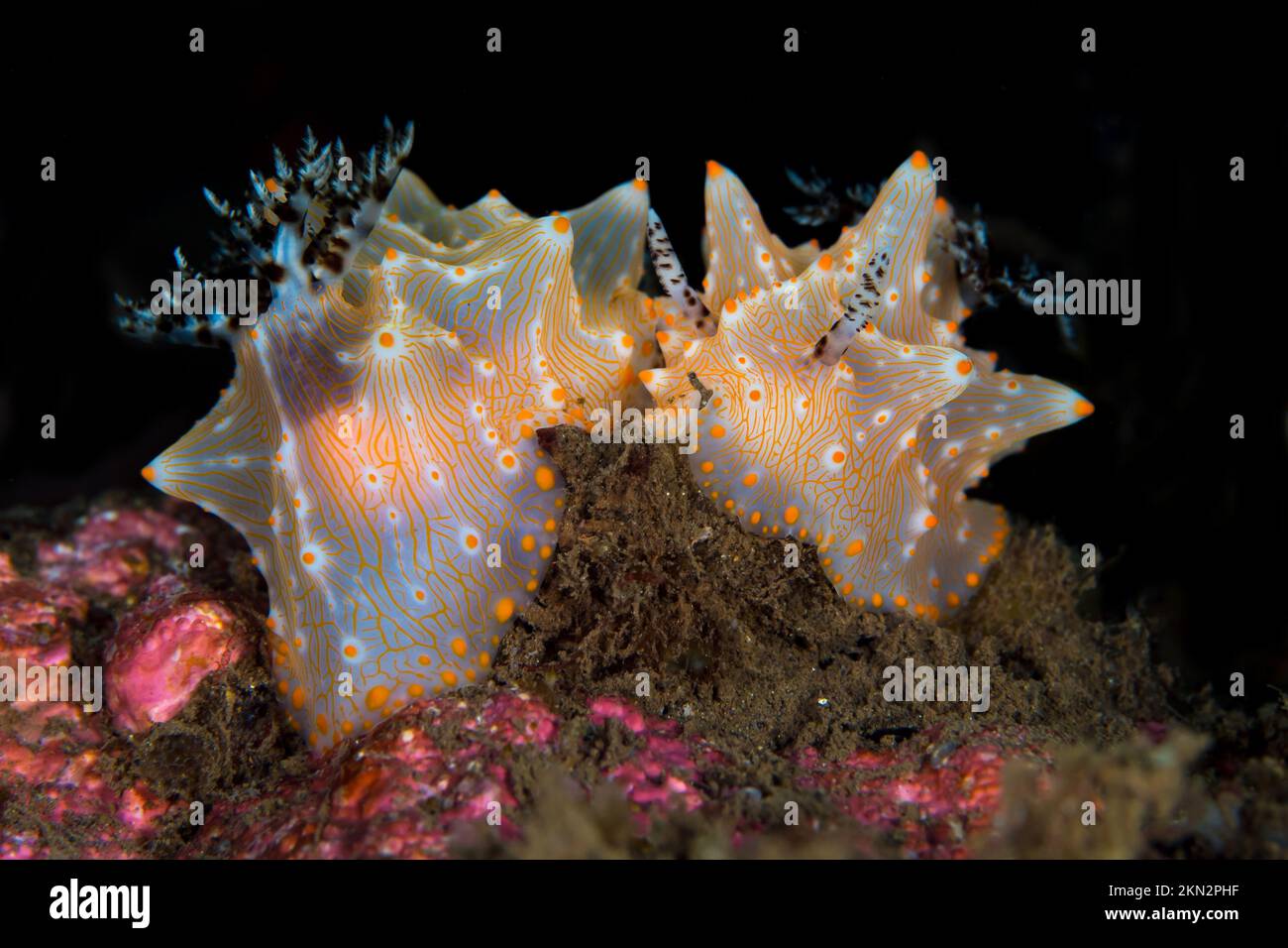 Colorful nudibranch sea slug crawling above coral reef in indonesia ...