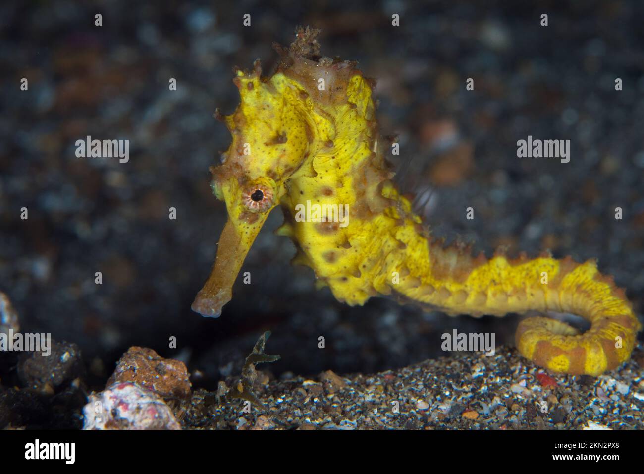 Beautiful colorful seahorse on coral reef in the Indo Pacific Stock ...