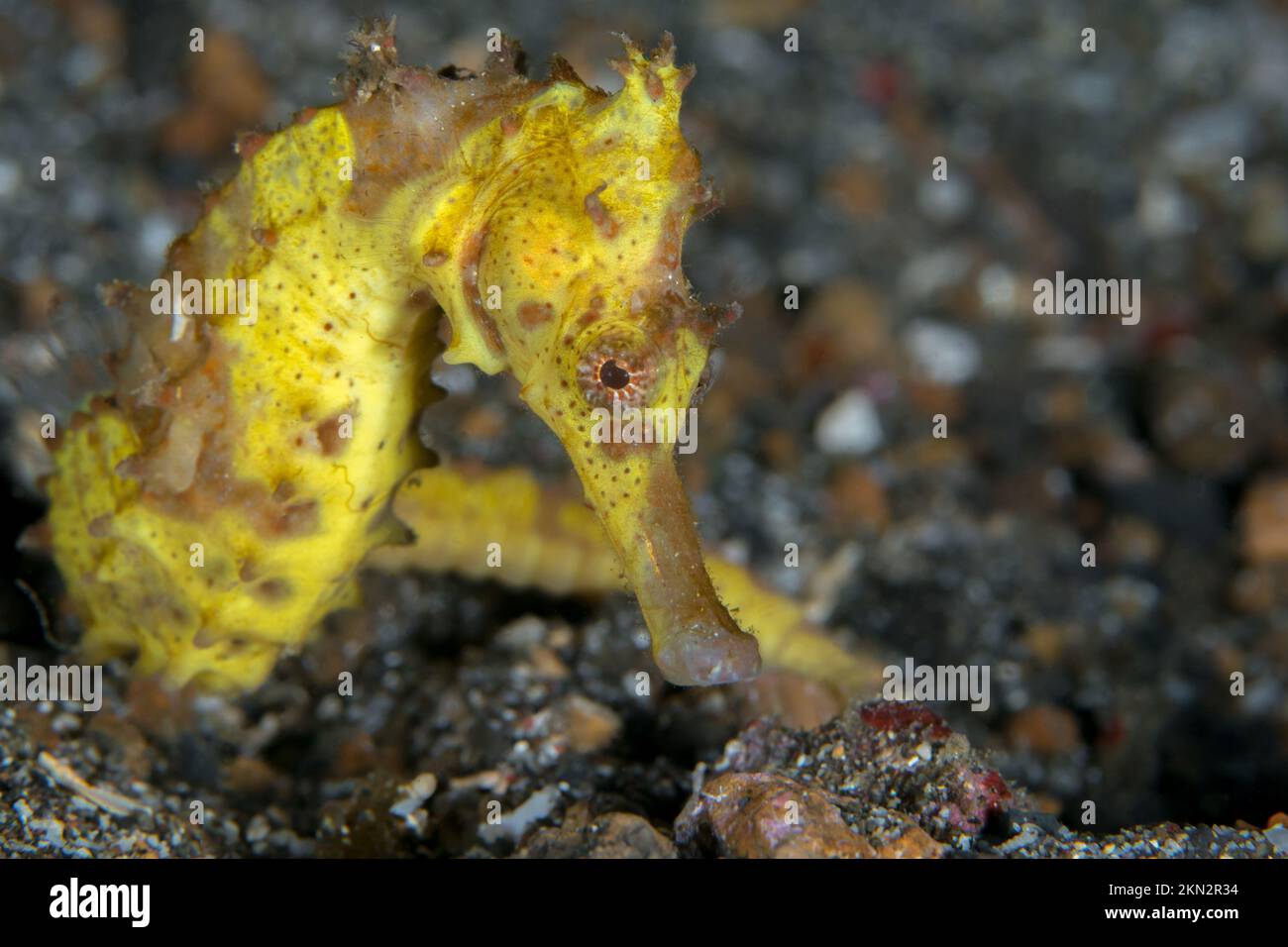 Beautiful colorful seahorse on coral reef in the Indo Pacific Stock ...