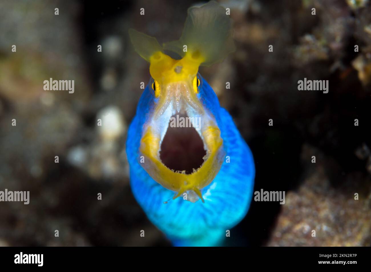 Colorful ribbon eel on coral reef in indonesia Stock Photo - Alamy