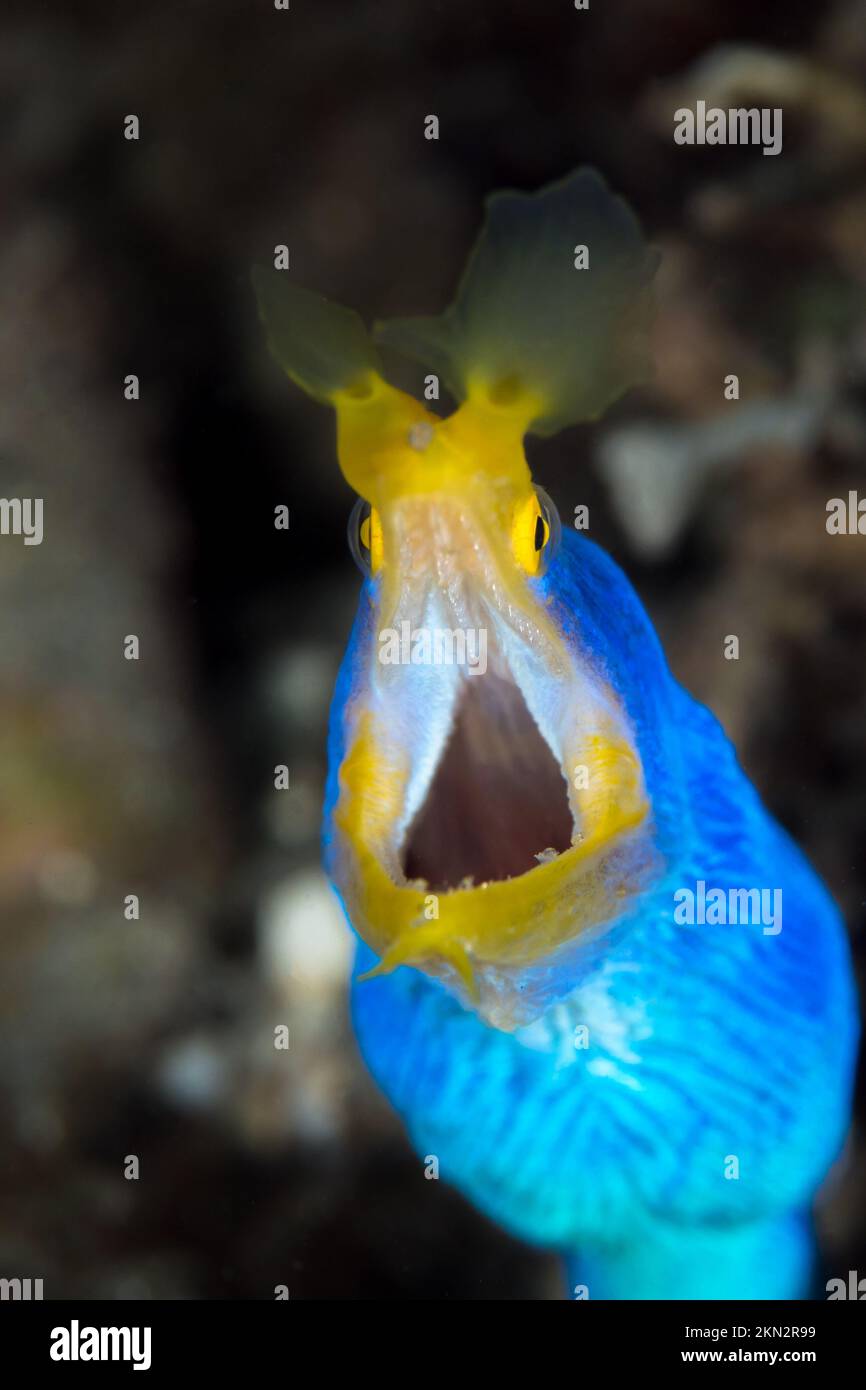 Colorful ribbon eel on coral reef in indonesia Stock Photo - Alamy