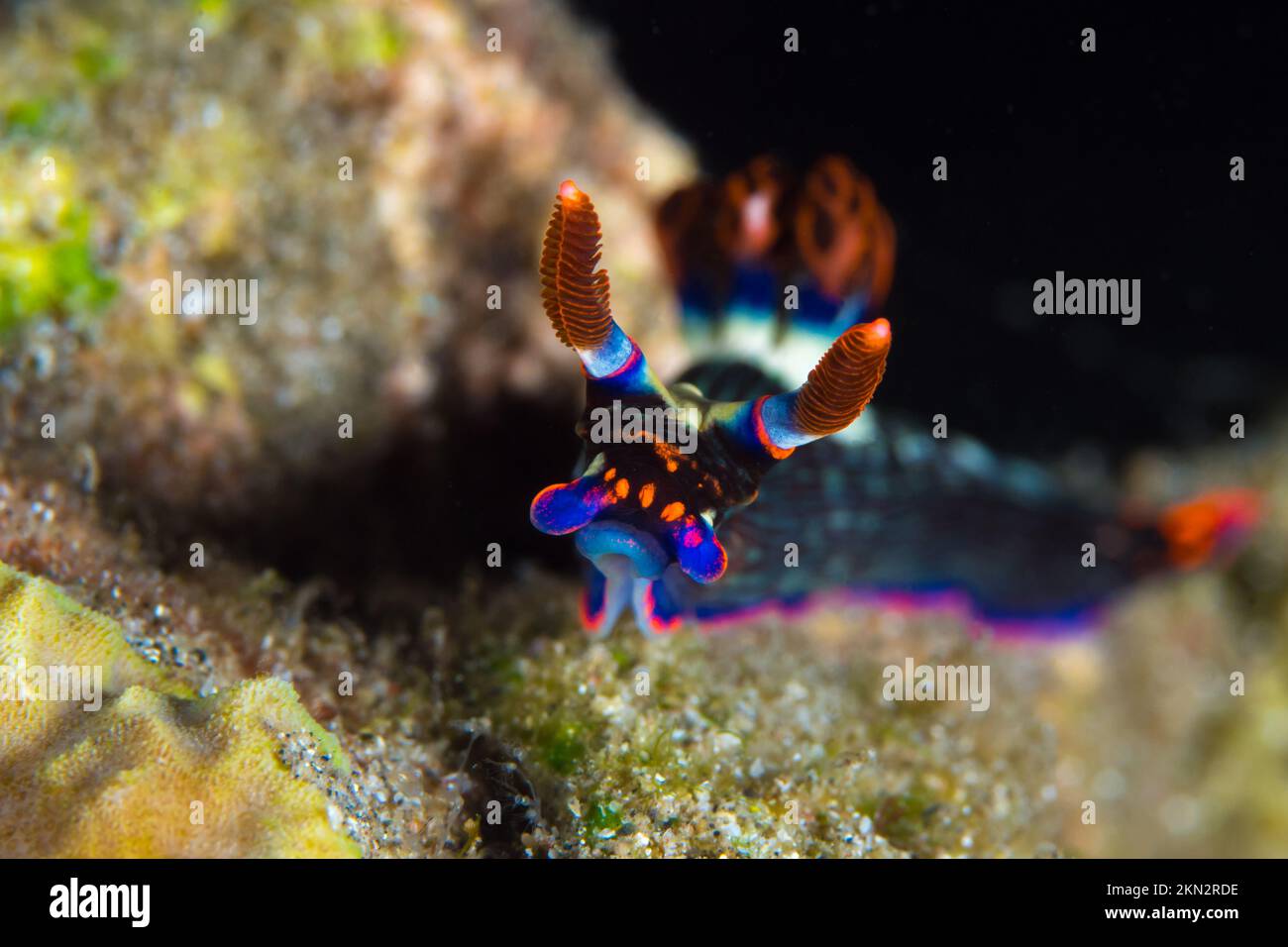 Colorful nudibranch sea slug crawling above coral reef in indonesia ...
