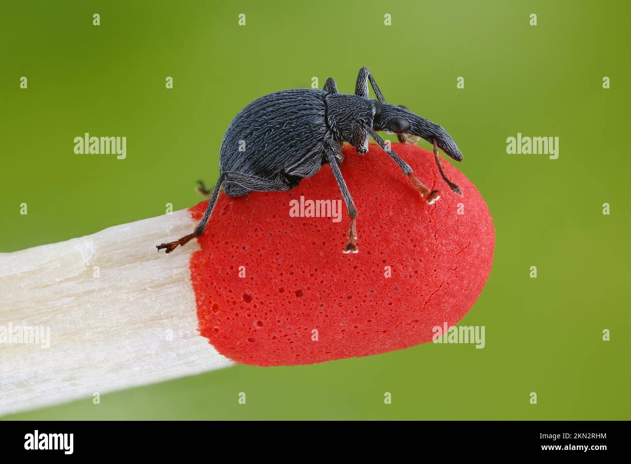 Small size weevil hi-res stock photography and images - Alamy