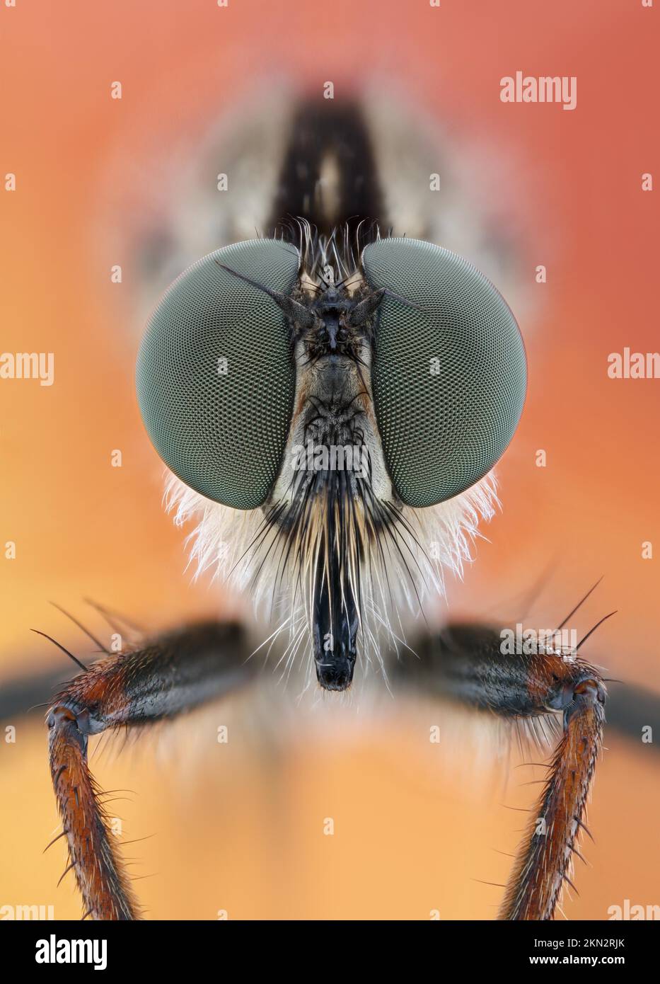 Head of a robber fly (Asilidae) with distinct compound eyes Stock Photo ...