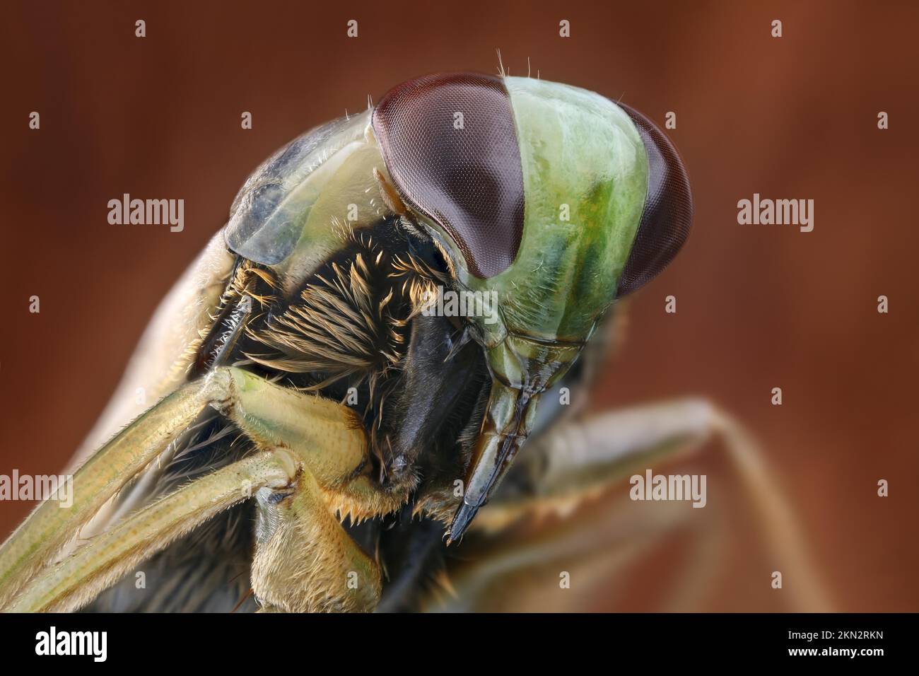Close-up of a dorsal swimmer (Notonecta), a water bug living in the ...