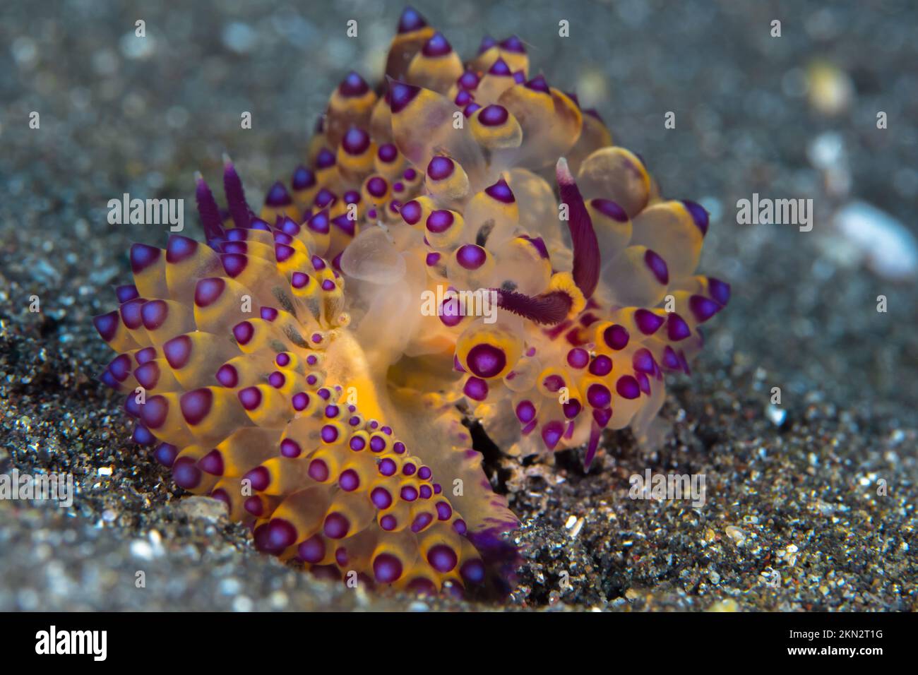 Colorful pink Janolus nudibranch on coral reef Stock Photo - Alamy