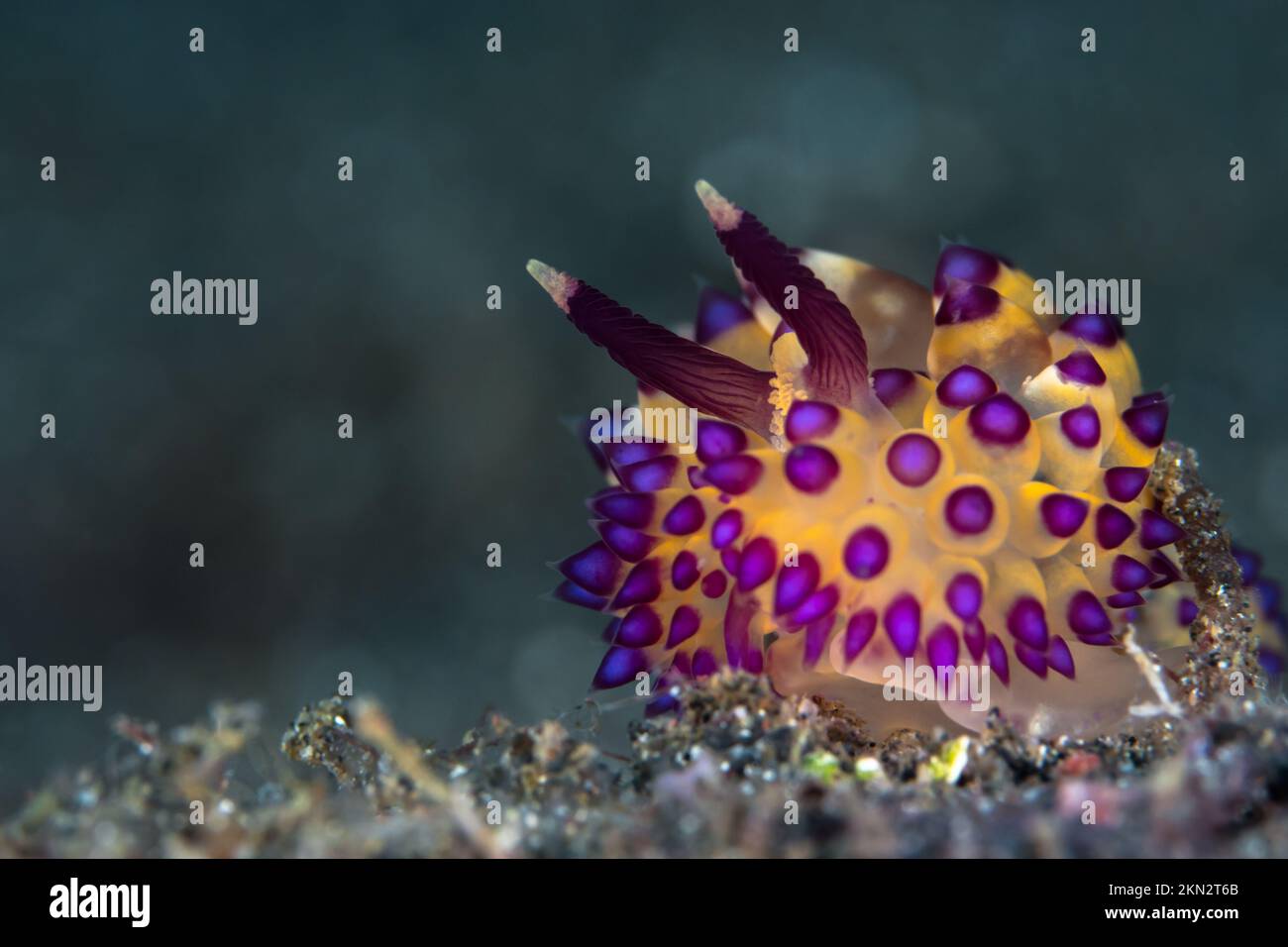 Colorful pink Janolus nudibranch on coral reef Stock Photo - Alamy