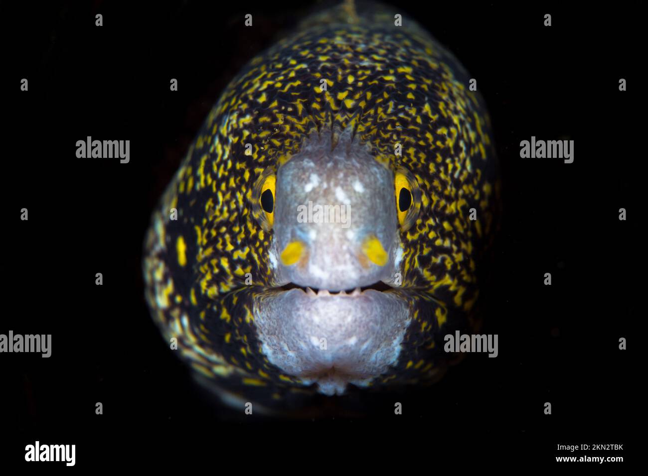 Snowflake moray eel on coral reef in the Indo-Pacific - Echidna ...