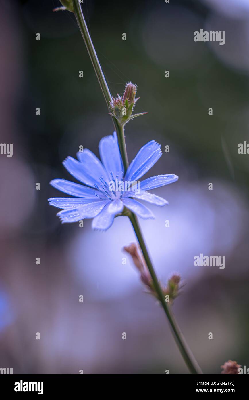 A shallow focus of Cichorium intybus, Chicory purple flower with blur ...