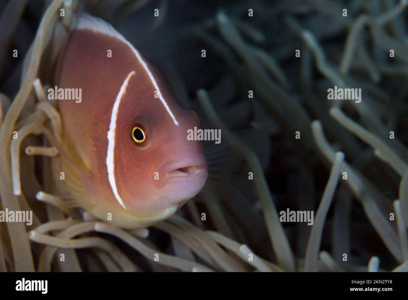 Pink skunk clownfish - swimming above anemone on coral reef Anemonefish ...